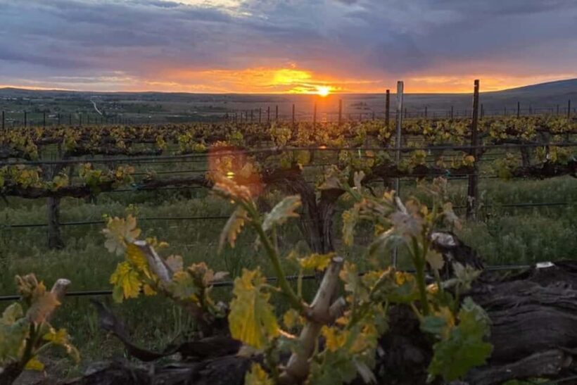 From Seattle - Wine Tasting, Vineyards in Eastern WA - An In-Depth Look at the Experience