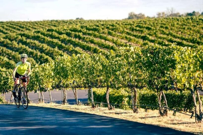 From Seattle - Wine Tasting, Vineyards in Eastern WA - The Sum Up