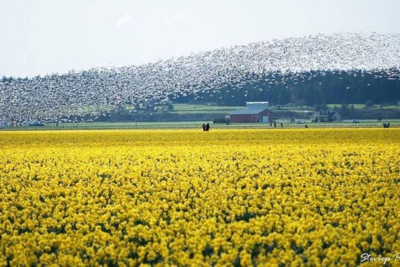 From Seattle:Tulip Festival at Skagit Valley and La Conner - The Experience: What Travelers Can Expect