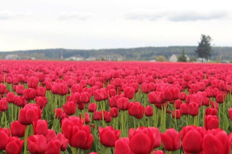 From Seattle:Tulip Festival at Skagit Valley and La Conner - The Experience Provider: What to Expect