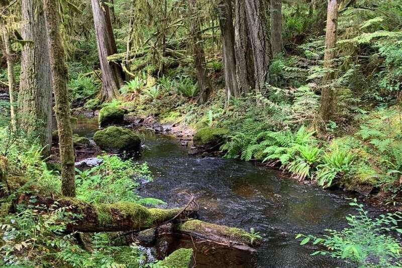 From Sechelt or Langdale: Sunshine Coast Tour and Hike - Discover the Beauty of the Sunshine Coast: A Detailed Review of the Sechelt and Langdale Tour