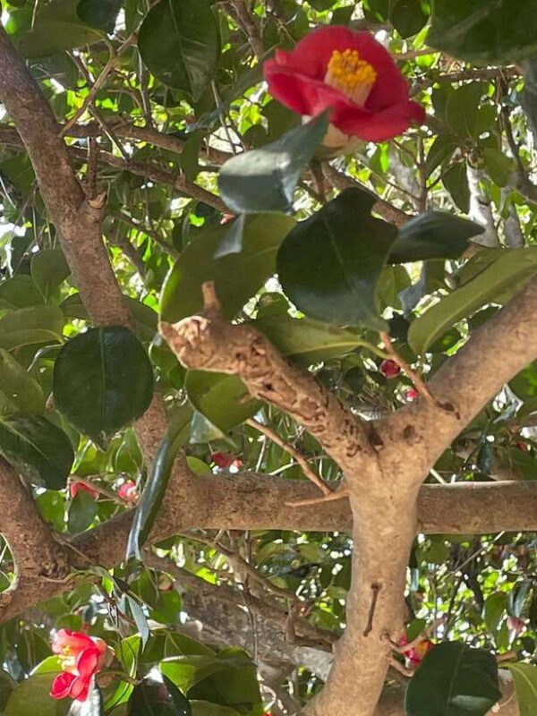 From Seoul: 2-Day Yeosu and Suncheon Scenic Journey - Who Will Love This Tour?