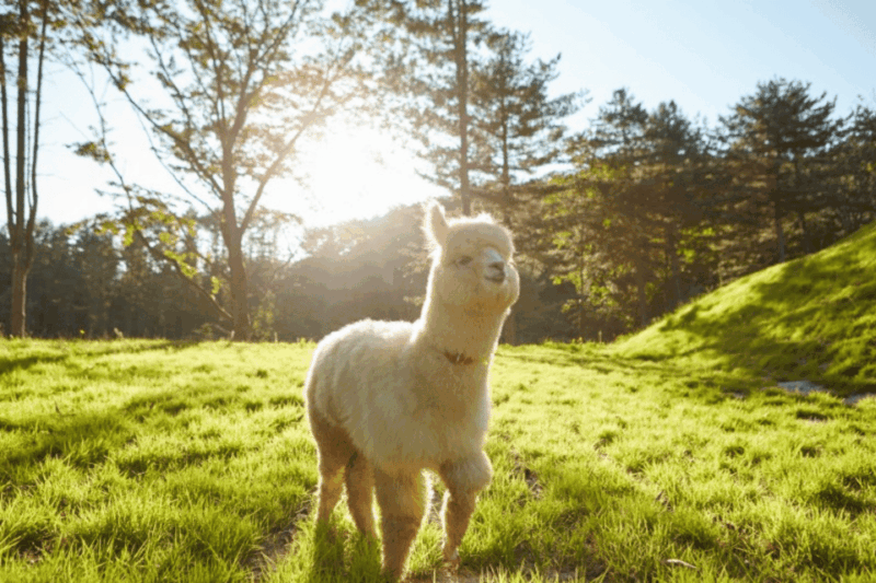 From Seoul: Alpaca Farm with Rail bike/ Luge Racing - Introduction: A Family-Friendly Day Out with a Rural Charm
