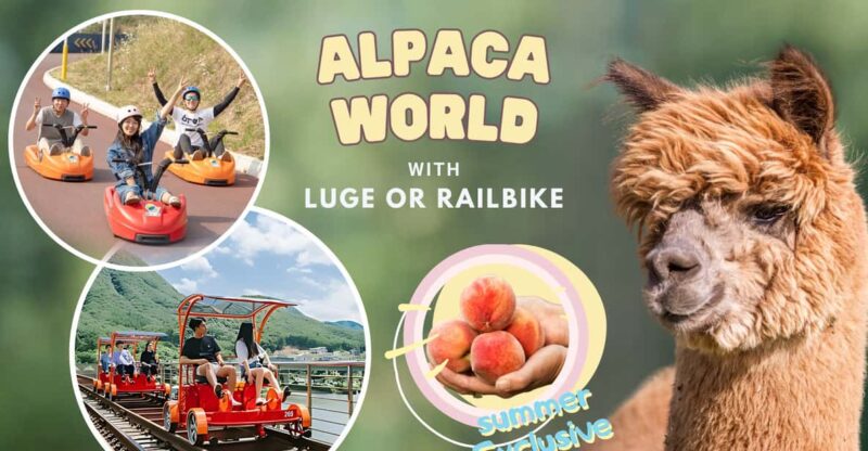From Seoul: Alpaca Farm with Rail bike/ Luge Racing - Practical Tips for Travelers