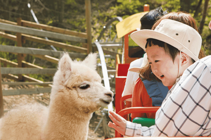From Seoul: Alpaca Farm with Rail bike/ Luge Racing - FAQ