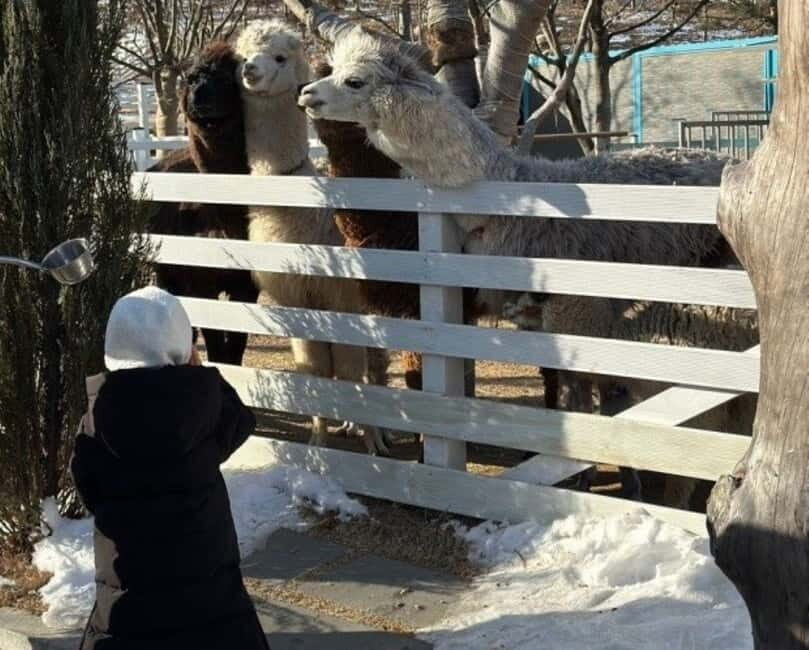 From Seoul: Begonia Bird Park, Rail Bike and Garden Tour - Practical Tips for Travelers