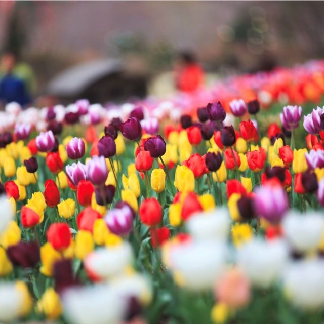 From Seoul: Nami Island, Korean Garden & Rail Bike Day Trip - Key Points