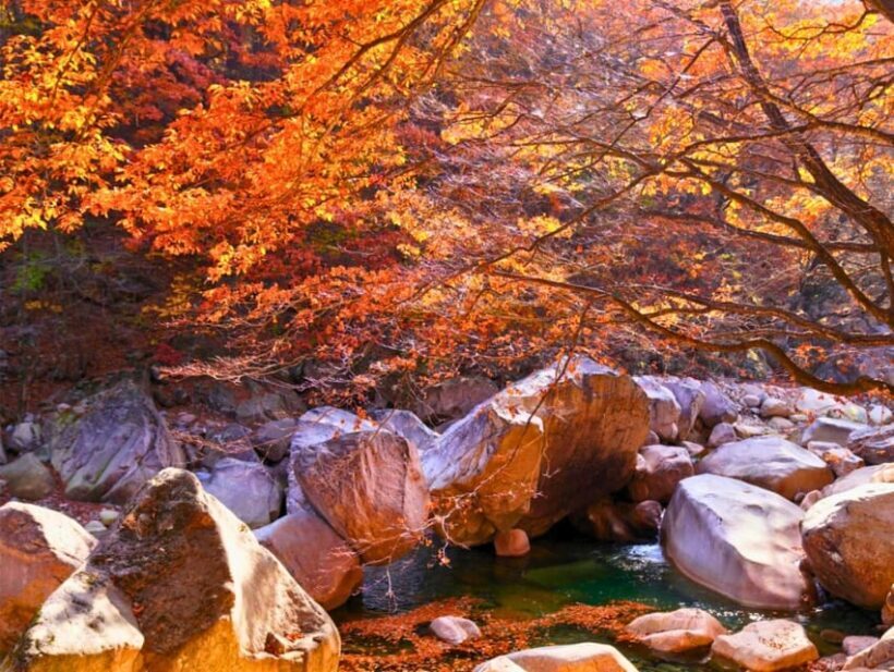 From Seoul: Seoraksan Mountain with Cable Car- Shuttle Bus - Who Should Consider This Tour?