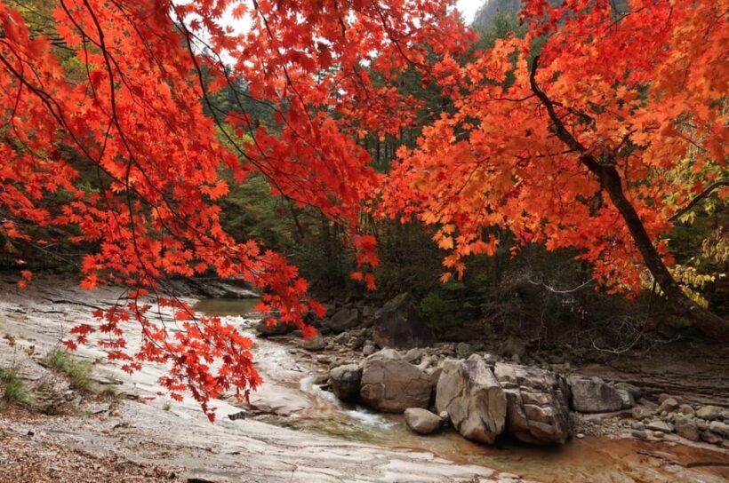 From Seoul: Seoraksan Mountain with Cable Car- Shuttle Bus - FAQ