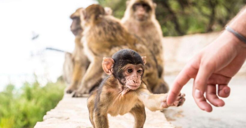 From Seville: Day Trip to Gibraltar - What Makes This Tour Valuable