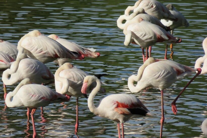 From Seville: Doñana National Park Day Trip - Key Points