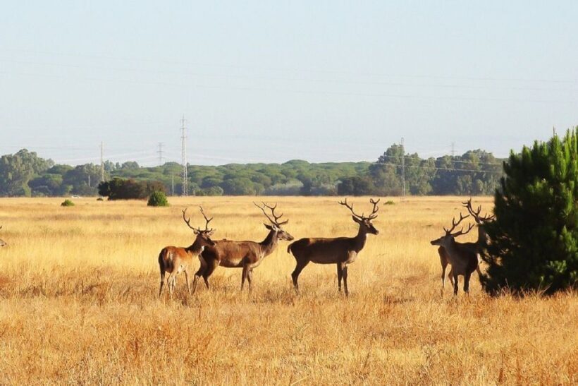 From Seville: Doñana National Park Day Trip - An In-Depth Look at the Experience