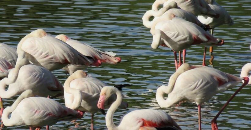 From Seville: Doñana National Park Day Trip - Practical Details