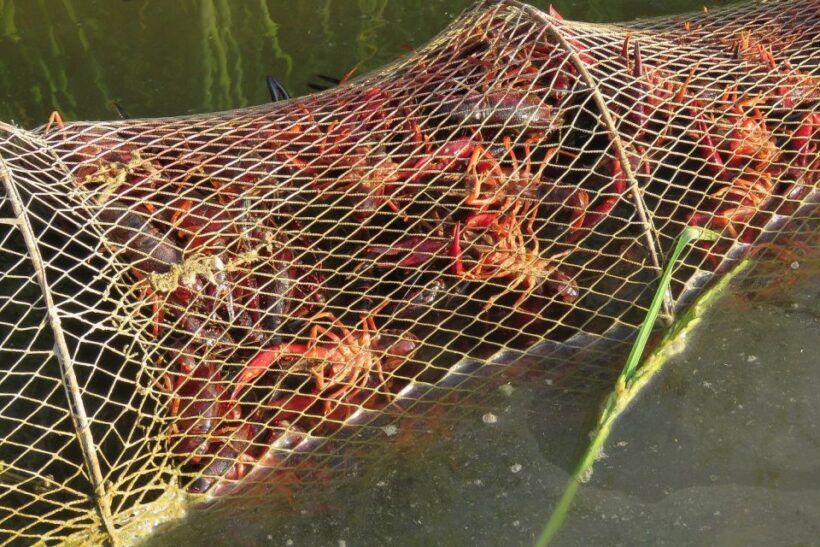 From Seville: Doñana National Park Day Trip - The Sum Up