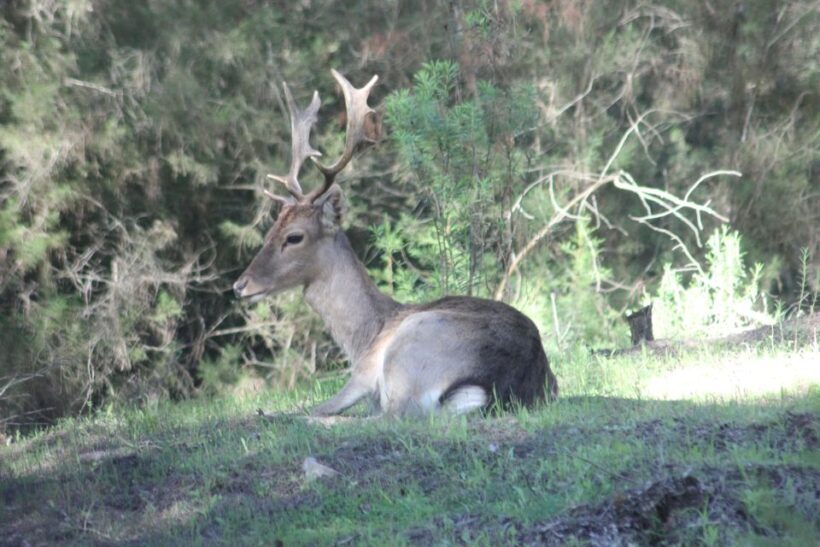 From Seville: Doñana National Park Full-Day Private Tour - Visiting the Village of El Rocío