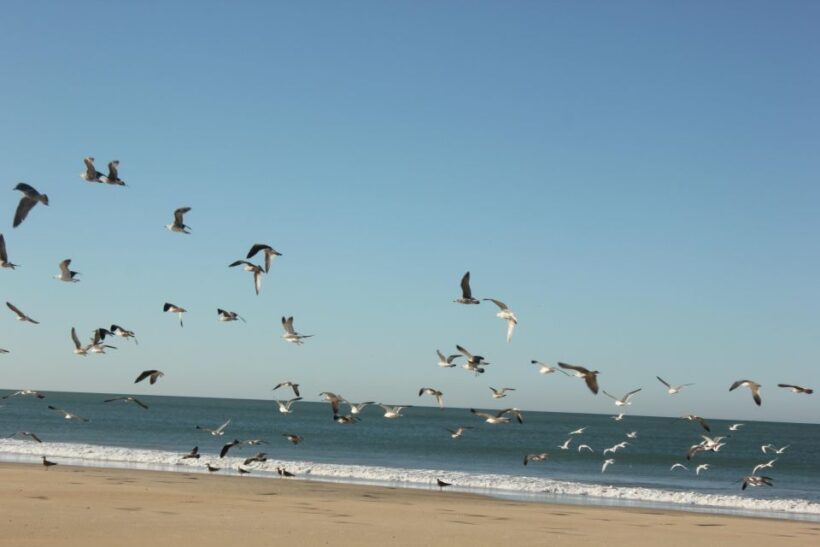 From Seville: Doñana National Park Full-Day Private Tour - Final Thoughts