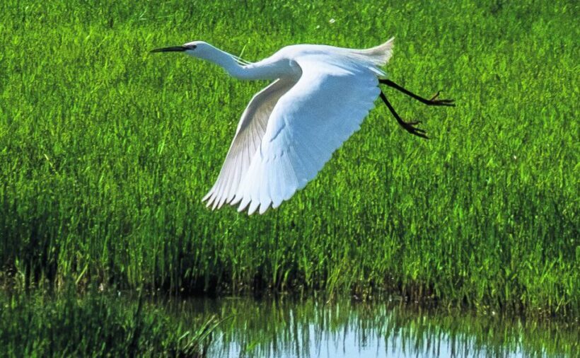From Seville: Doñana Natural Park, El Rocio and Matalascañas - Transport and Logistics: What to Expect