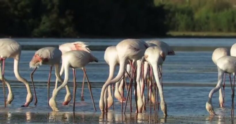 From Seville: Doñana Natural Park, El Rocio and Matalascañas - Value and Pricing: Is It Worth It?