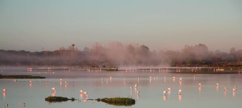From Seville: Doñana Natural Park, El Rocio and Matalascañas - The Sum Up: The Ideal Day for Authentic Andalusian Experiences