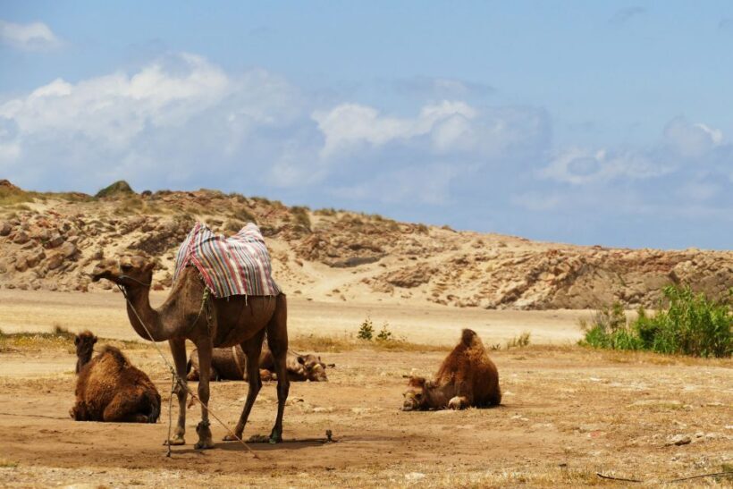 From Seville: Full-Day Tour to Tangier - The Cost and Its Value