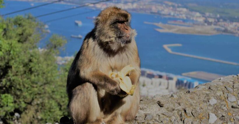 From Seville: Full-Day Trip to Gibraltar - What’s Included and What’s Not?