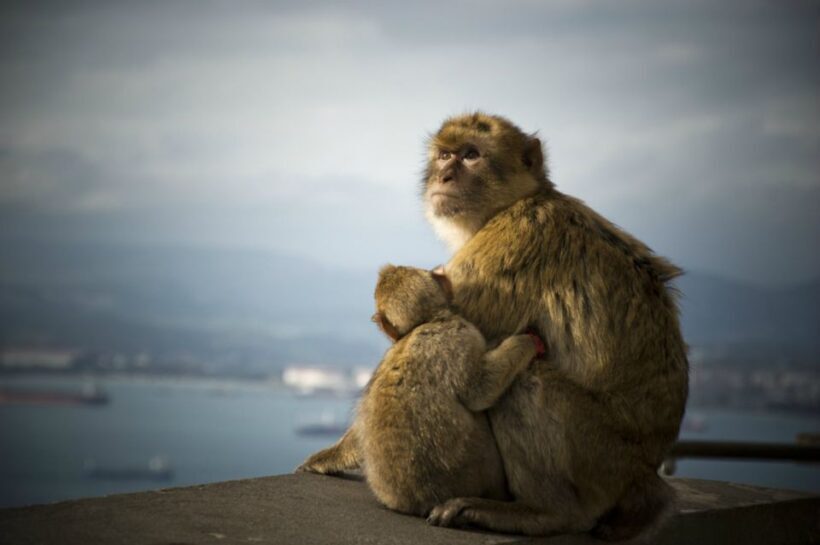 From Seville: Gibraltar Sightseeing Tour - The Sum Up