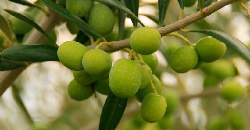 From Seville: Olive Oil Farm Tour - Final Words