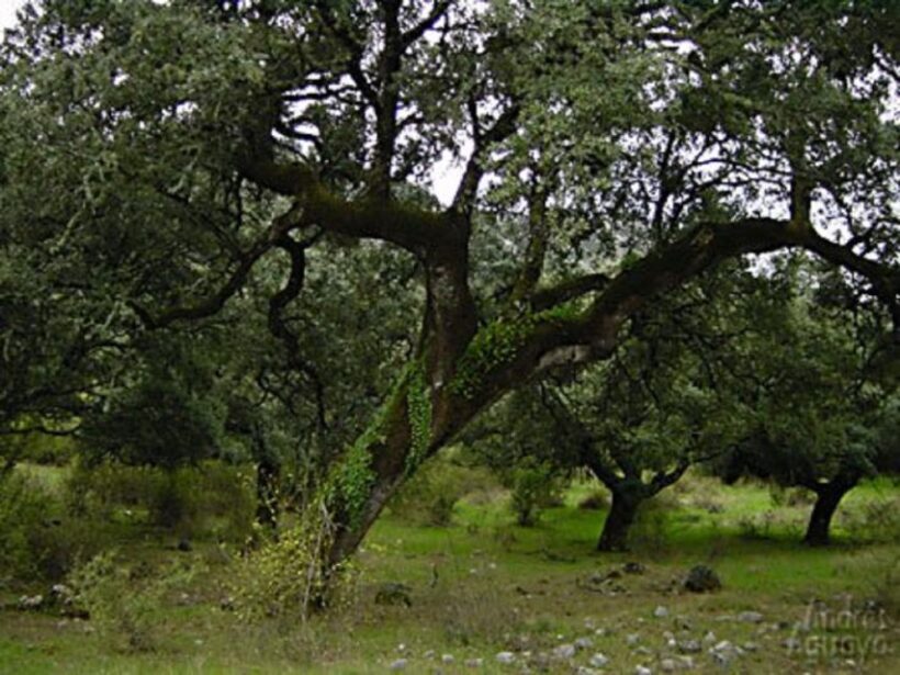 From Seville: Private Day Trip to Ronda and Granada - The Experience: A Well-Balanced Day of Sightseeing and Scenic Beauty