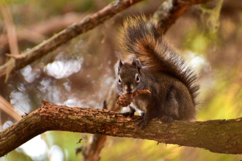 From Seward: 2-hour Wilderness Hiking Tour - Final Word