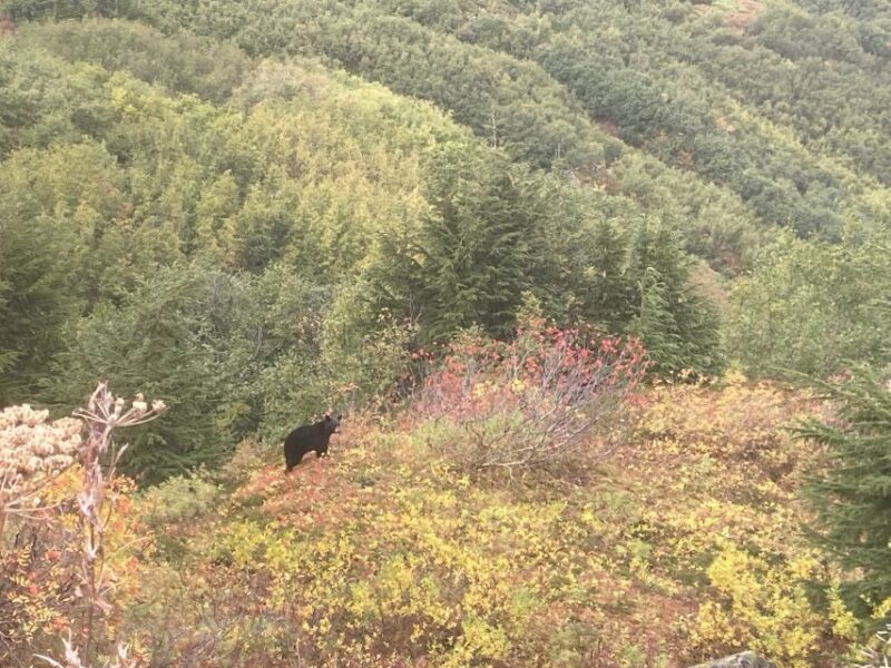 From Seward: 4-hour Wilderness Hiking Tour - Who Should Consider This Tour?