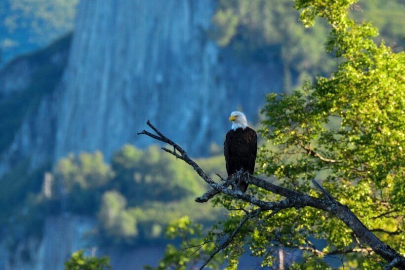 From Seward: 6-hour Wilderness Hiking Tour - The Sum Up