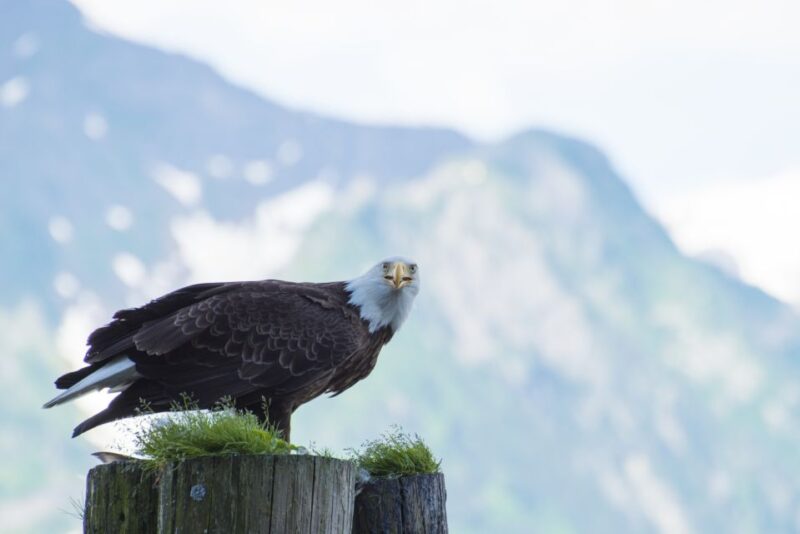 From Seward: Half-Day Resurrection Bay Wildlife Cruise Tour - FAQ