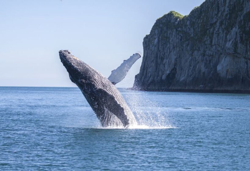 From Seward: Kenai Fjords National Park Cruise with Lunch - The Price: Is it Worth It?