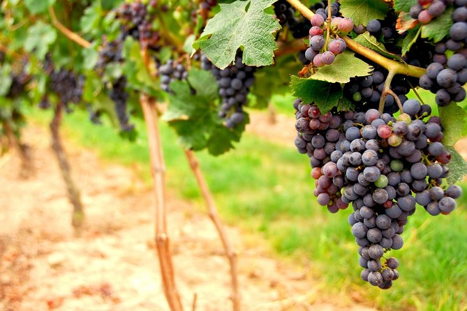 From SF: Napa and Sonoma Valley Wine Experience with 3 Wineries - The Practicalities