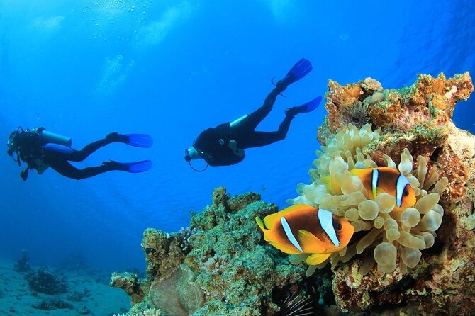 From Side, Alanya: Scuba Diving With 2 Time Dive & Lunch - The Bottom Line: Is This Tour Right for You?