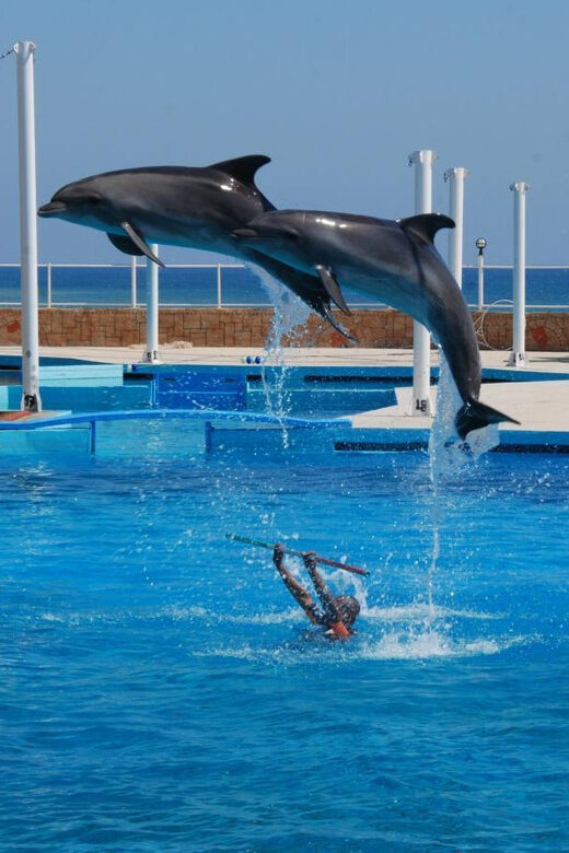 From Side Dolphin and Seal Show Ticket with Hotel Transfers - Introduction