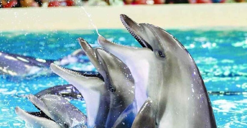 From Side Dolphin and Seal Show Ticket with Hotel Transfers - What the Tour Offers
