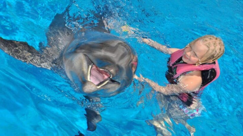 From Side Dolphin and Seal Show Ticket with Hotel Transfers - What to Expect: In-Depth Breakdown
