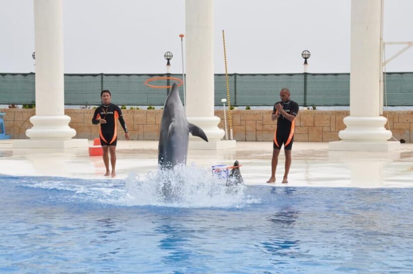 From Side Dolphin and Seal Show Ticket with Hotel Transfers - Reviews and Authentic Insights