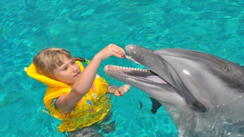 From Side Dolphin and Seal Show Ticket with Hotel Transfers - Who Should Consider This Tour?