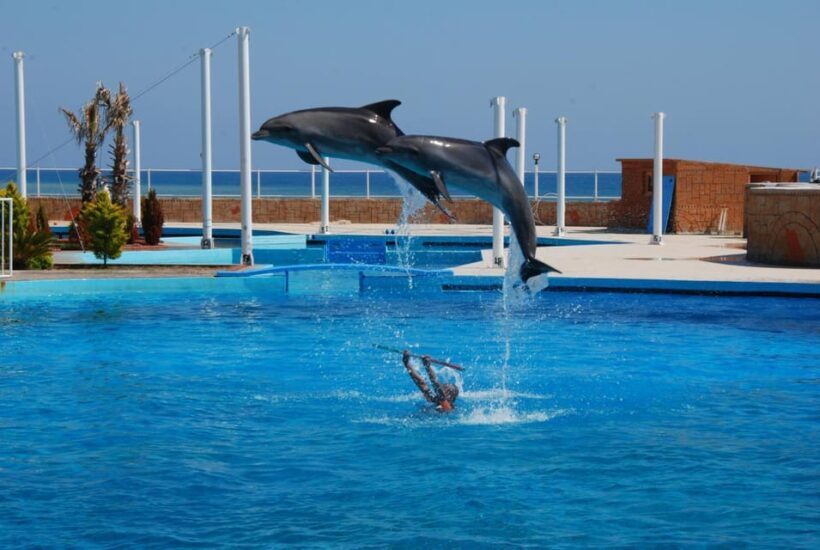 From Side Dolphin and Seal Show Ticket with Hotel Transfers - The Sum Up