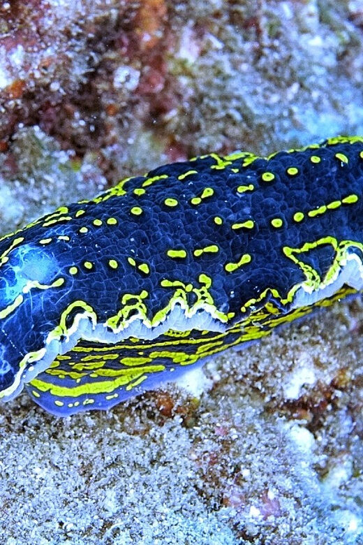 From Side: Guided Scuba Diving in Alanya w/ Lunch & Transfer - Introduction to the Alanya Guided Scuba Tour