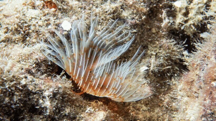 From Side: Guided Scuba Diving in Alanya w/ Lunch & Transfer - What’s Included and What’s Not