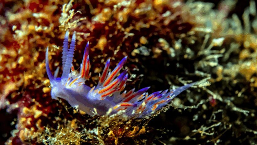 From Side: Guided Scuba Diving in Alanya w/ Lunch & Transfer - Who Should Consider This Tour?