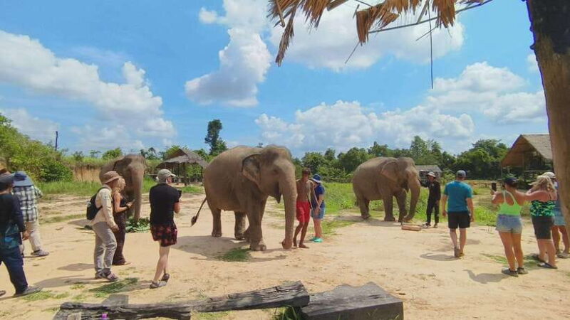 From Siem Reap: Elephant Sanctuary Experience with Transfers - Final Thoughts