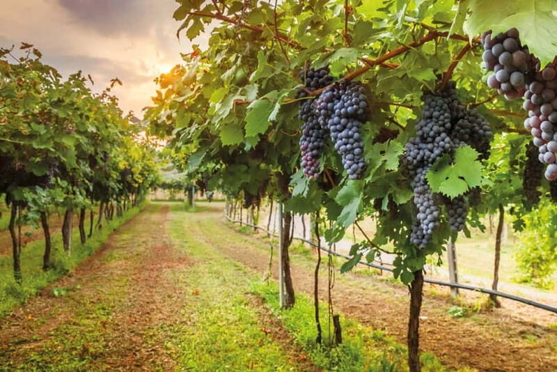 From Siena/Chianti: Dinner & Drinks in the Chianti Vineyards - Frequently Asked Questions