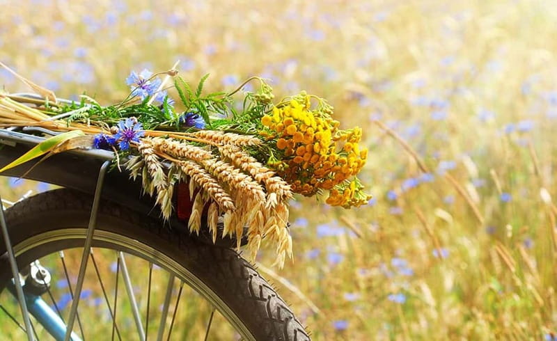 From Siena: Chianti Electric Bike Tour - Who Will Love This Tour?