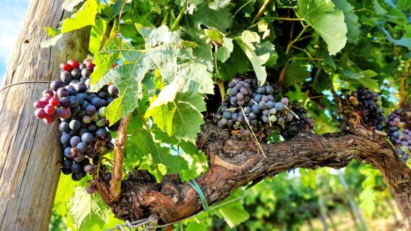 From Siena: Chianti Wine Tour with Lunch - Who Will Love This Tour?