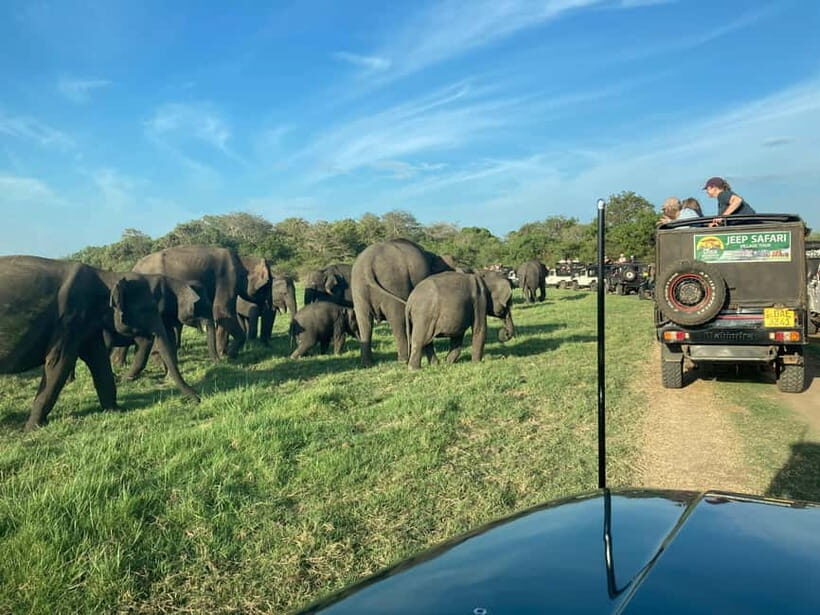 From Sigiriya/Habarana: Minneriya National Park Safari - Key Points