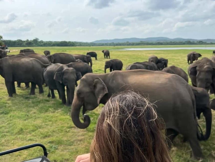 From Sigiriya/Habarana: Minneriya National Park Safari - Authentic Encounters and Real Experiences